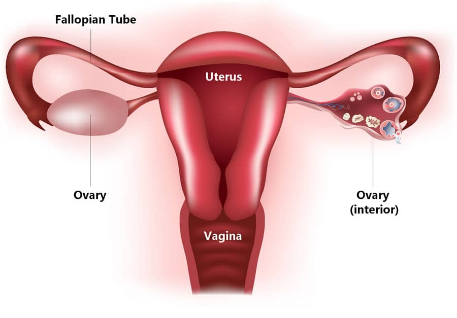 Female Reproductive System City Fertility Centre