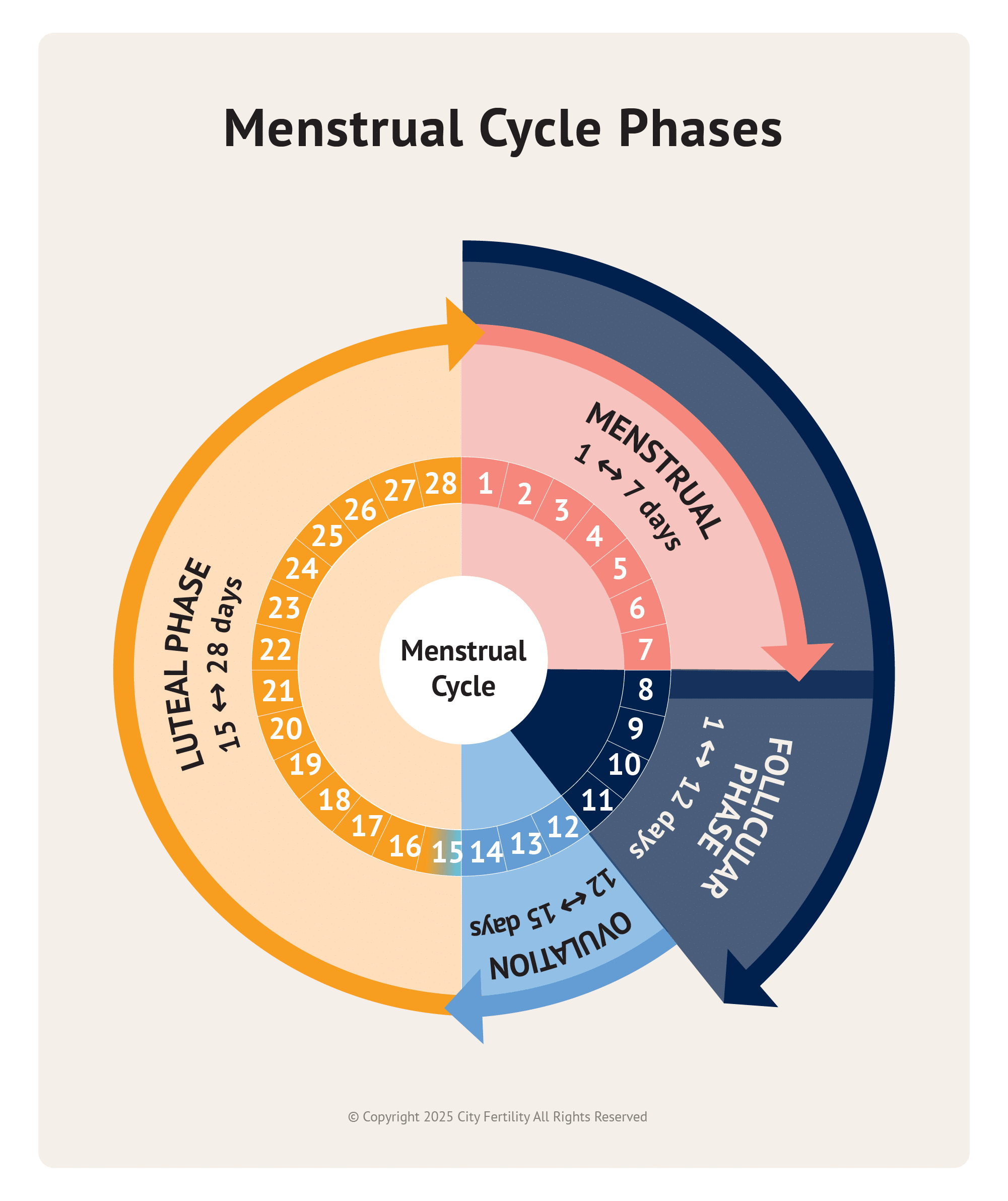 The Menstrual Cycle | Understanding Conception & Ovulation